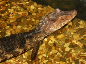 Kaiman als Haustier halten: Was Sie über Kaiman Haltung wissen müssen