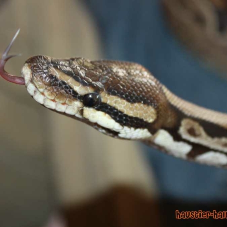 Spinnenterrarium einrichten: Einrichtung Terrarium Vogelspinnen