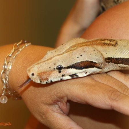 Boa constrictor: Faszinierende Schlange & Schlangenhaltung Infos